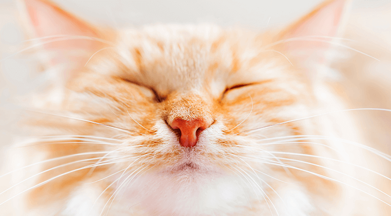 Cat Eye Problems & How to Recognize Them | We Are Family